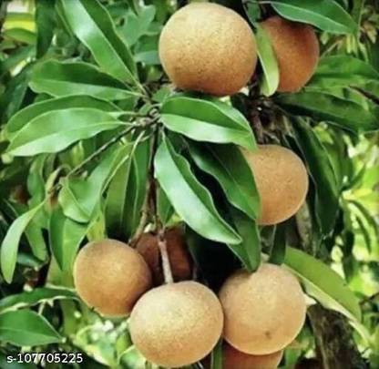 Cloud Farm Chiku Plant Price in India - Buy Cloud Farm Chiku Plant ...