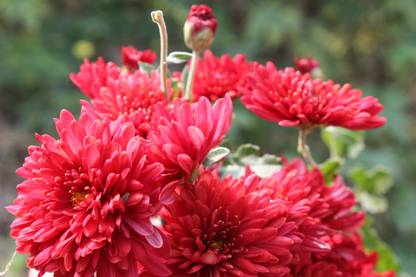 Farmplants Chrysanthemums/ Guldavari Plant Price in India - Buy ...