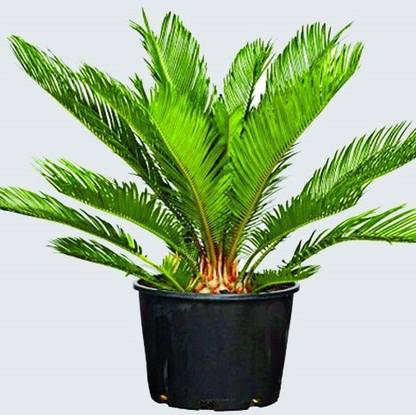 PriyaNursery Cycus Revoluta Plant Price in India - Buy PriyaNursery ...