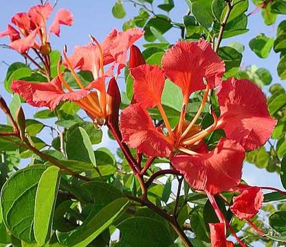 Decorate The World Kanchana Plant Price in India - Buy Decorate The ...