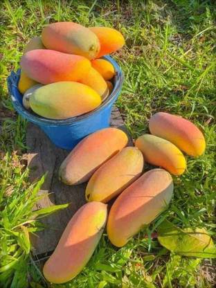 Fulmala Nursery Mango Plant Price in India - Buy Fulmala Nursery Mango ...