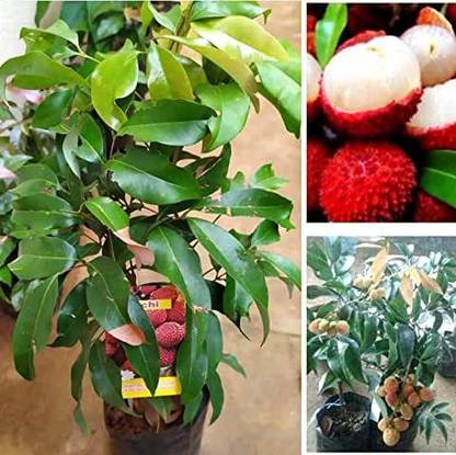 Fulmala Nursery Litchi Plant Price in India - Buy Fulmala Nursery ...