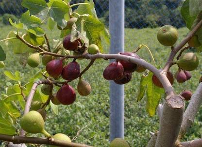 Cloud Farm Gular/Cluster Fig Plant Price in India - Buy Cloud Farm ...