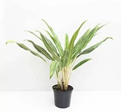 Fulmala Nursery Elaichi/Cardamom Plant Price in India - Buy Fulmala ...