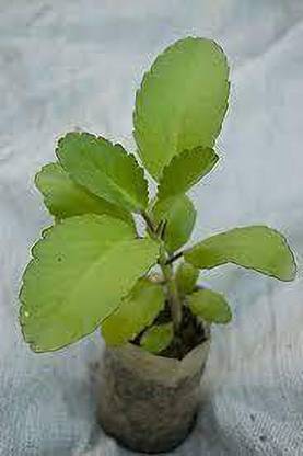 MARINE TREE Bryophyllum Pinnatum/Patharchatta Plant Price in India ...