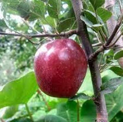Kapebonavista Himalayan Apple Plant Price in India - Buy Kapebonavista ...