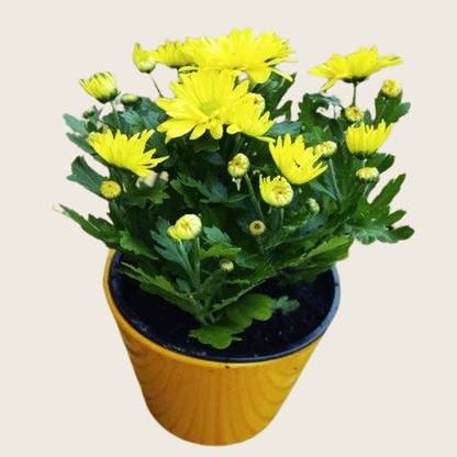 Plantila Chrysenthemum Plant Price in India - Buy Plantila ...