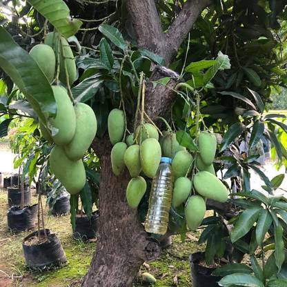 SAVE GREEN Mango Plant Price in India - Buy SAVE GREEN Mango Plant ...