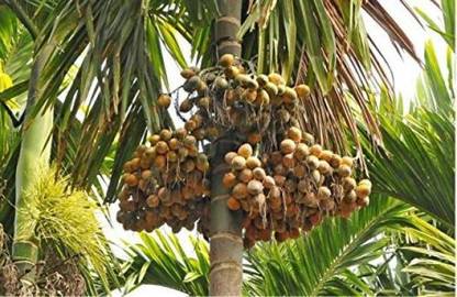 PLaNeTreee Betel Nut/Supari Plant Price in India - Buy PLaNeTreee Betel ...