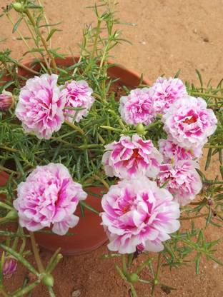 CHEMBARUTHI Portulaca Plant Price in India - Buy CHEMBARUTHI Portulaca ...