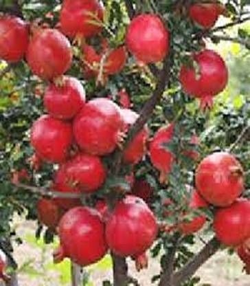 Fulmala Nursery Pomegranate Plant Price in India - Buy Fulmala Nursery ...
