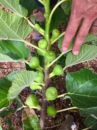 Cloud Farm Gular/Cluster Fig Plant Price in India - Buy Cloud Farm ...