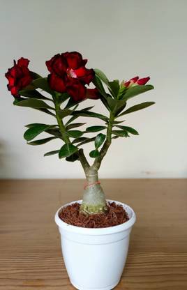 Cloud Farm Adenium Plant Price in India - Buy Cloud Farm Adenium Plant ...