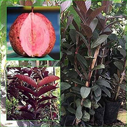 ONLINE PLANT BAZAR Guava Plant Price in India - Buy ONLINE PLANT BAZAR ...