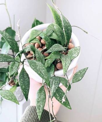 EliteGreen Hoya Parvi Flora Splash Plant Price in India - Buy ...