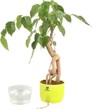 Udyanam The China Doll Plant Price in India - Buy Udyanam The China ...
