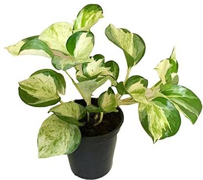 The Four Seasons Pothos Plant Price in India - Buy The Four Seasons ...