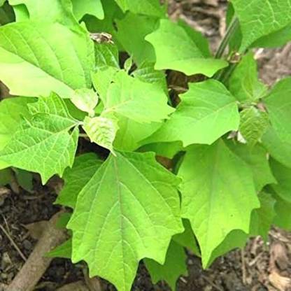 Kapebonavista Gamhar Plant Price in India - Buy Kapebonavista Gamhar ...