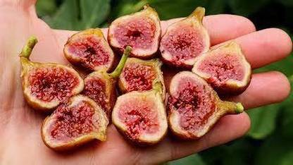 Cloud Farm Gular/Cluster Fig Plant Price in India - Buy Cloud Farm ...