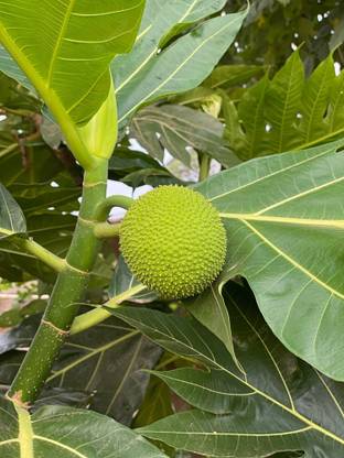 Cloud Farm Breadfruit Plant Price in India - Buy Cloud Farm Breadfruit ...