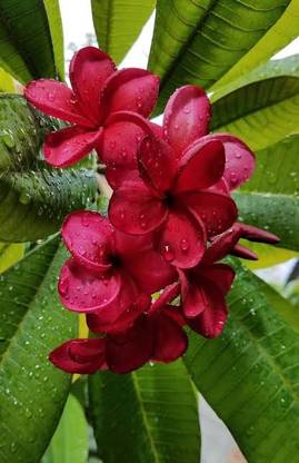 Chapa Axotic Plumeria Plant Price in India - Buy Chapa Axotic Plumeria ...