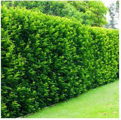 NurseryNature Inermi Plant Price in India - Buy NurseryNature Inermi ...