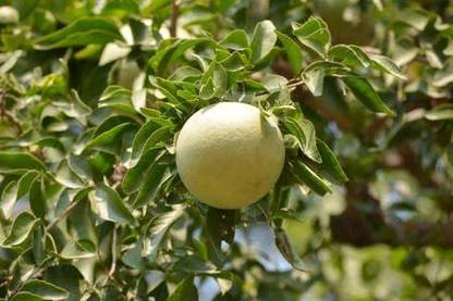 Cloud Farm Bel Plant Price in India - Buy Cloud Farm Bel Plant online ...