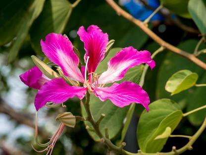 Decorate The World Kanchana Plant Price in India - Buy Decorate The ...