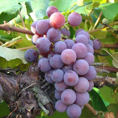 KRISHNA Grapes Plant Price in India - Buy KRISHNA Grapes Plant online ...