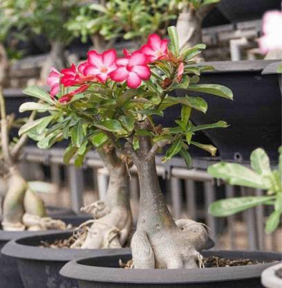 Cloud Farm Adenium Plant Price in India - Buy Cloud Farm Adenium Plant ...