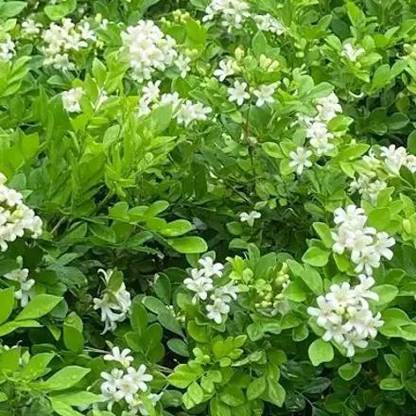 MVKR Madhu Kamini Plant Price in India - Buy MVKR Madhu Kamini Plant ...
