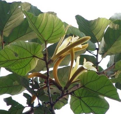 NavaUrja Kanak Champa Plant Price in India - Buy NavaUrja Kanak Champa ...