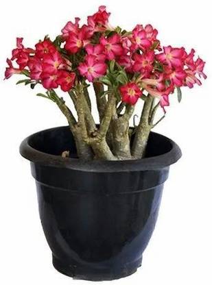 AS Plantation Adenium Plant Price in India - Buy AS Plantation Adenium ...