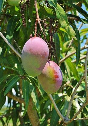 Sindhri Mango Plant Mango Plant Price in India - Buy Sindhri Mango ...