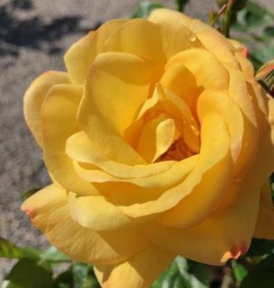 Heaven Of Saplings Rose Plant Price in India - Buy Heaven Of Saplings ...