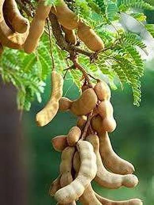 MARINE TREE Snapdragon Root Plant Price in India - Buy MARINE TREE ...