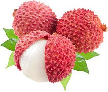 Fulmala Nursery Litchi Plant Price in India - Buy Fulmala Nursery ...