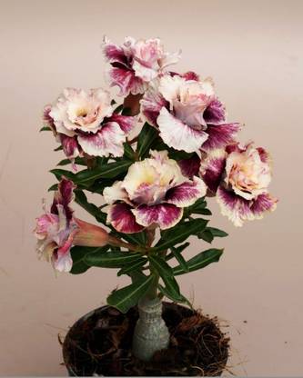 Cloud Farm Adenium Plant Price in India - Buy Cloud Farm Adenium Plant ...
