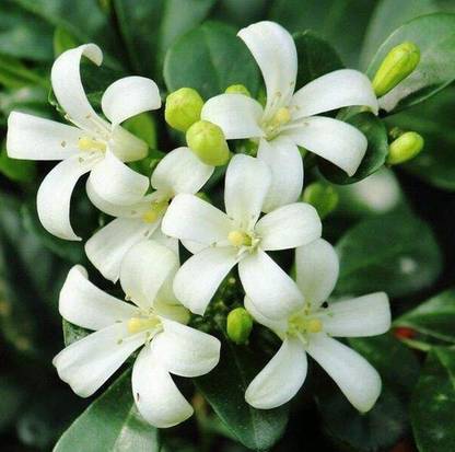 PLaNeTreee Kanchana Plant Price in India - Buy PLaNeTreee Kanchana ...