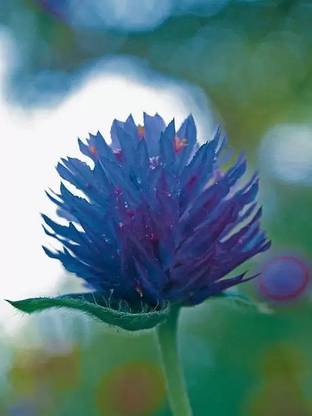 Aro Gomphrena Seed Price in India - Buy Aro Gomphrena Seed online at ...