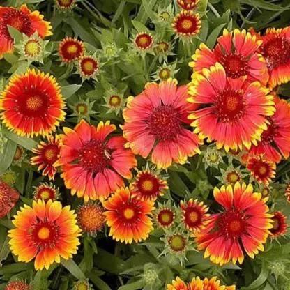 Aro Gaillardia, Pulchela Double Mix Seed Price in India - Buy Aro ...