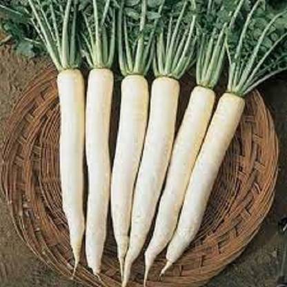 Ganga f1 hybrid, WHITE LONG RADISH / MOOLI / MULLANGI SEEDS Seed Price ...