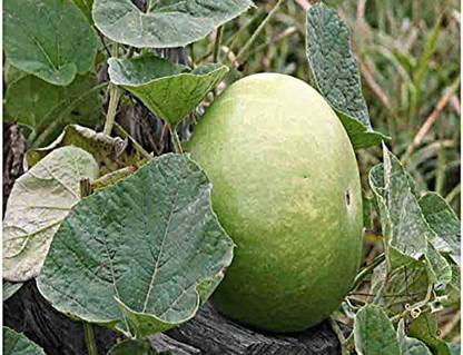 KANAYA Bottle Gourd, Round Lauki/Dudhi, Lagenaria Siceraria, Vegetable ...