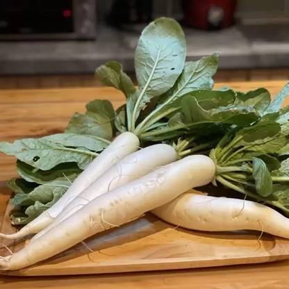 Aro Radish Red, Muli Seed Price in India - Buy Aro Radish Red, Muli ...