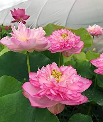 MAA Lotus Seed Price in India - Buy MAA Lotus Seed online at Flipkart.com