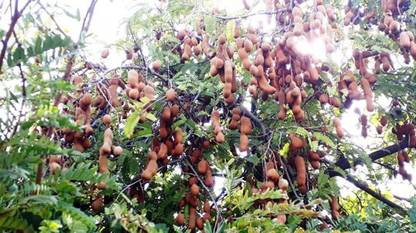 KANAYA IMLI KE BEEJ / TAMARIND SEEDS IMLEE KE BEEJ FOR Home Gardening ...