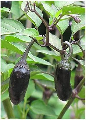 CYBEXIS High Yield Chili Pepper"Purple Tiger“ Seeds600 Seeds Seed Price ...