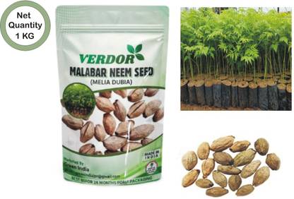 VERDOR MELIA DUBIA OR PLYWOOD MALABAR NEEM TIMBER TREE 1 KG PACK Seed ...