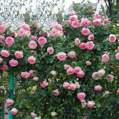 WILLVINE GBPUT-82 Pink Climbing Rose Vine Seeds Seed Price in India ...