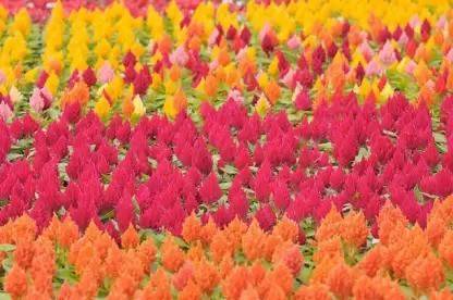 Aro Celosia Dwarf, Cockscomb Seed Price in India - Buy Aro Celosia ...